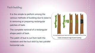 Plant Propagation.pptx