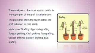 Plant Propagation.pptx