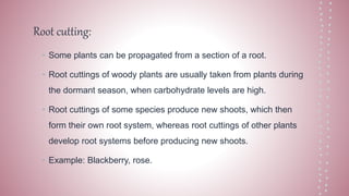 Plant Propagation.pptx