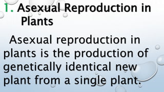 Plant Propagation.pptx