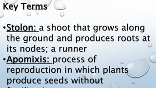 Plant Propagation.pptx