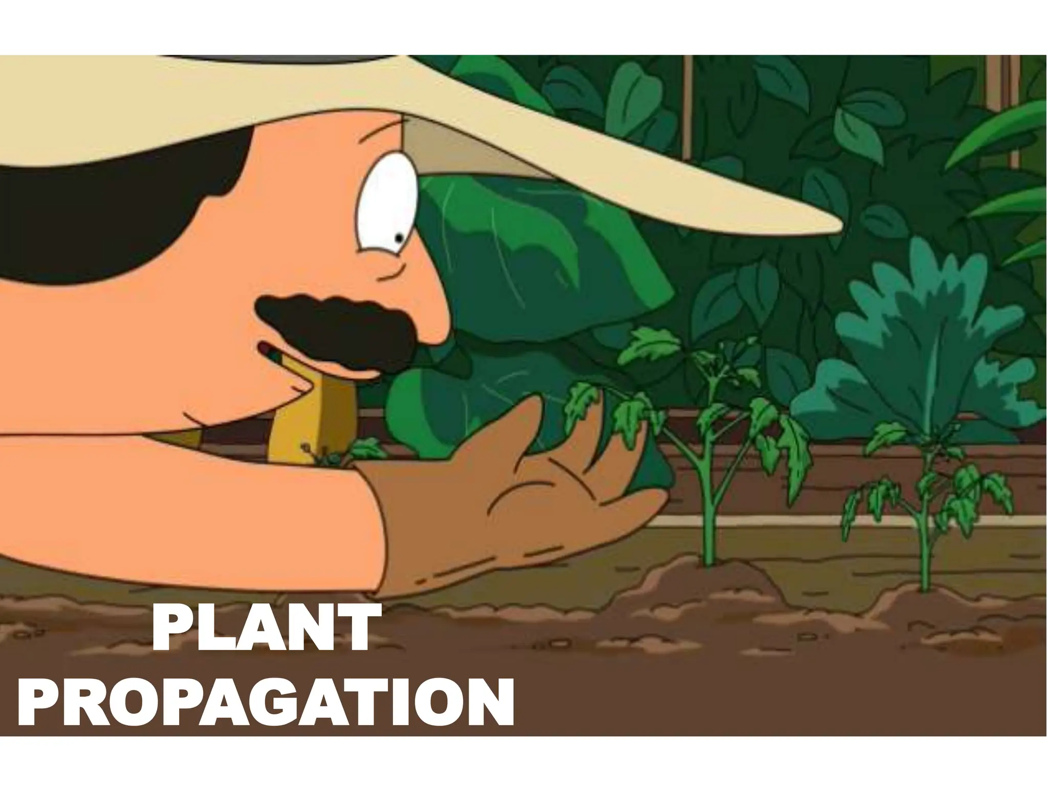 Plant Propagation.ppt the best methods of propagation | PPT