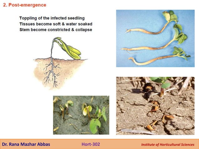 Plant Propagation.ppt the best methods of propagation | PPT ...