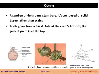 Plant Propagation.ppt the best methods of propagation | PPT