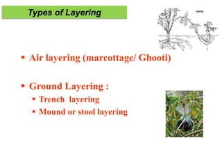 Plant Propagation.ppt the best methods of propagation | PPT
