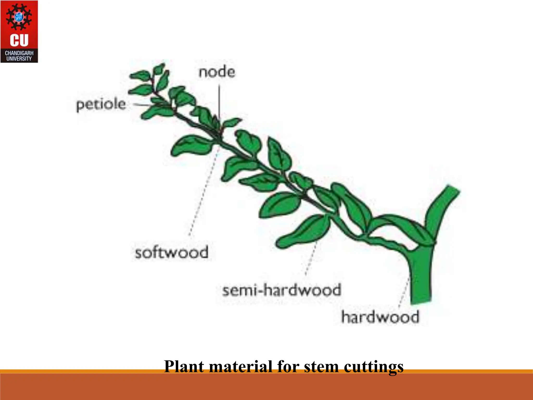 plant Propagation methods and its role in horticulture | PPTX