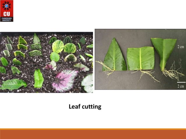 plant Propagation methods and its role in horticulture | PPTX ...