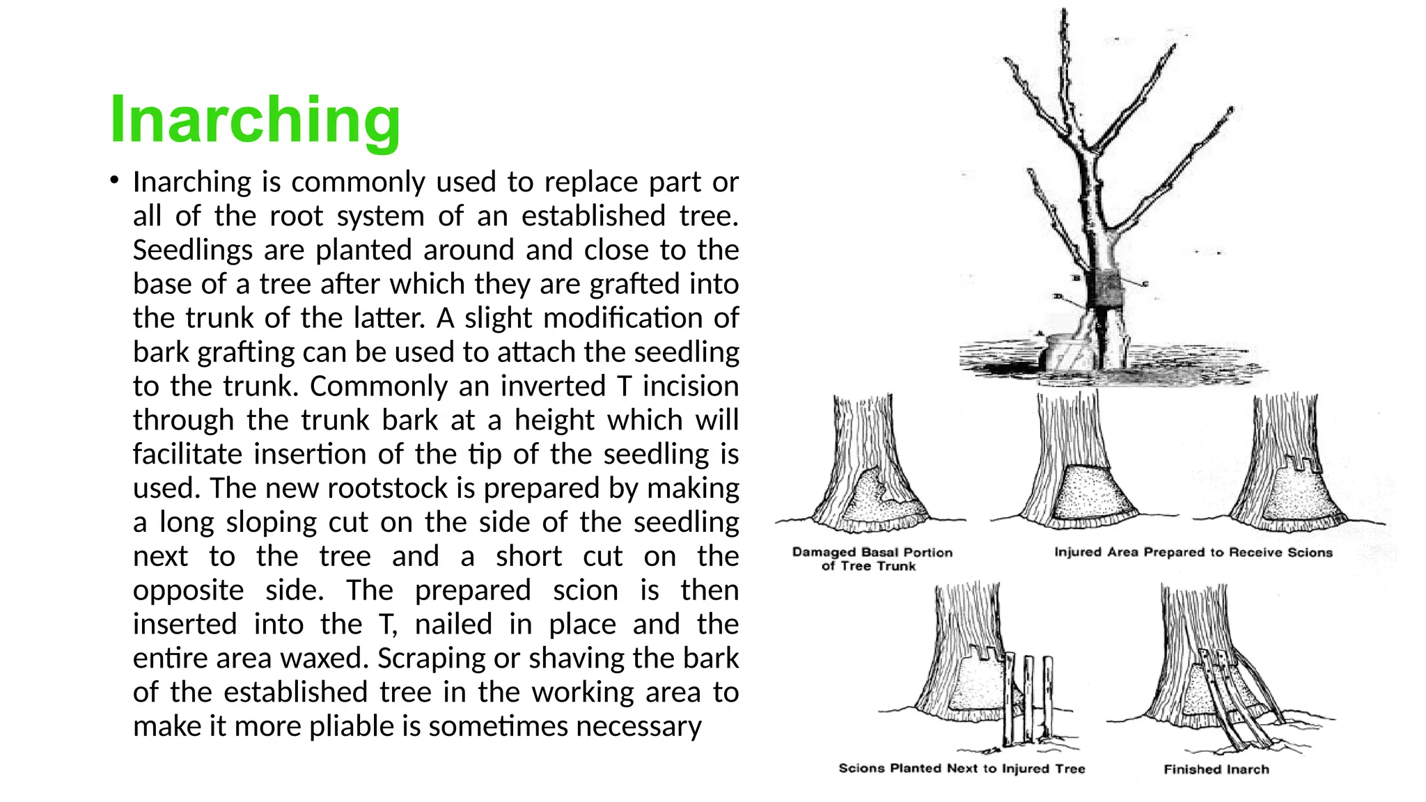 PLANT PROPAGATION and its types in agriculture.pptx