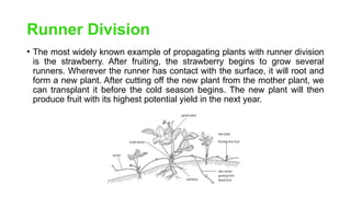 PLANT PROPAGATION and its types in agriculture.pptx