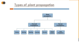 Plant propagation-methods and propagating structures.pptx