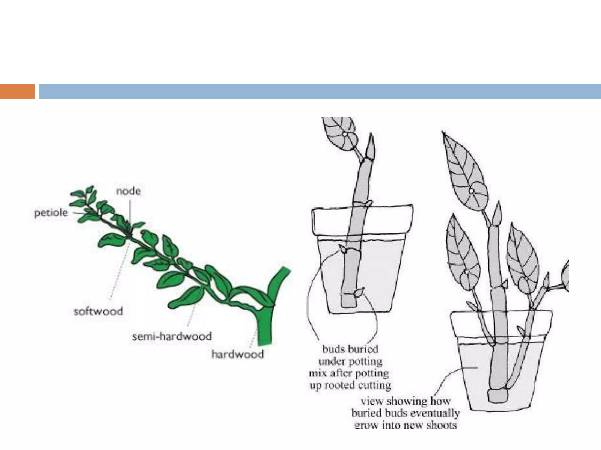 Plant propagation | PDF