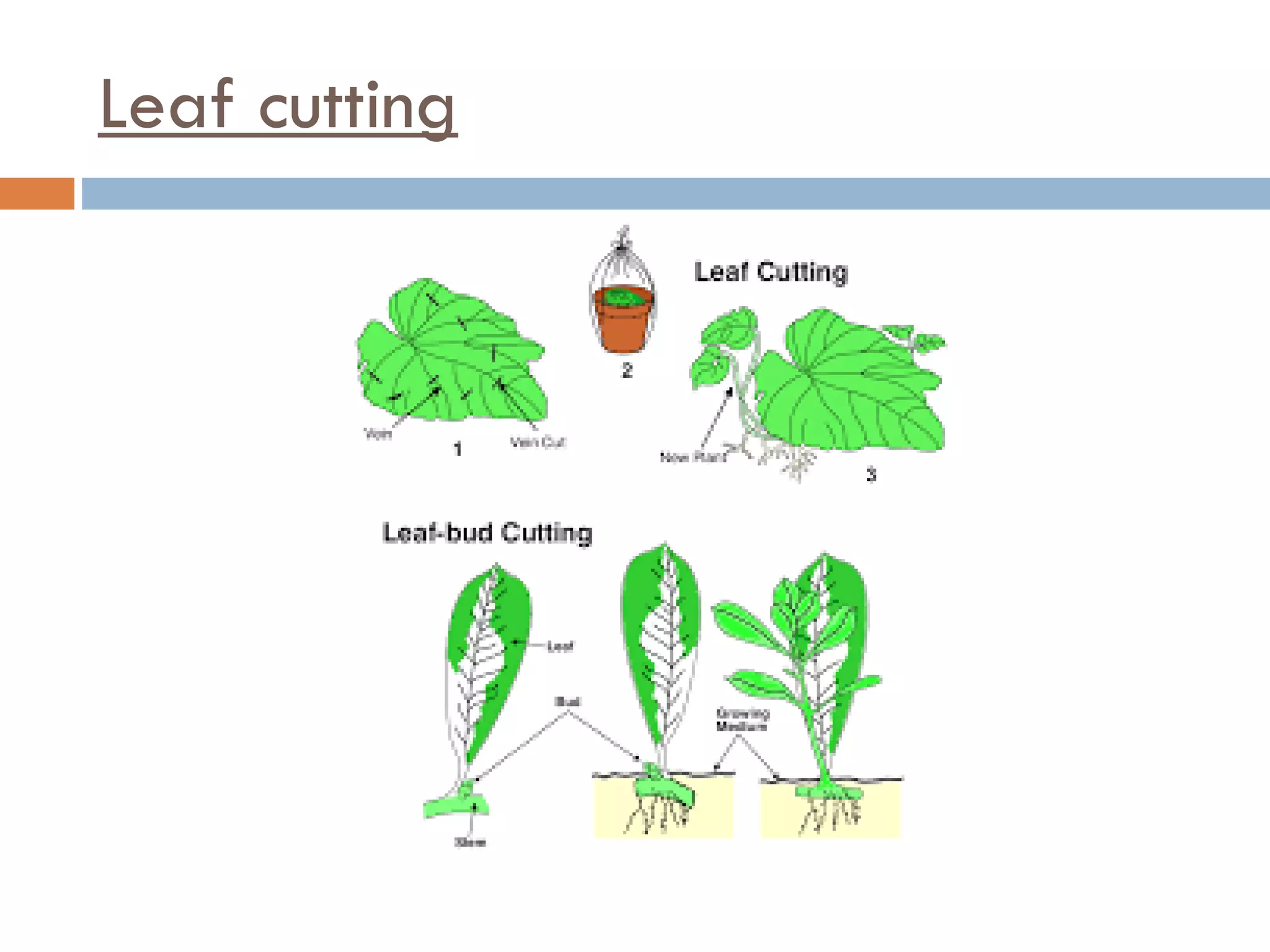 Plant propagation | PDF