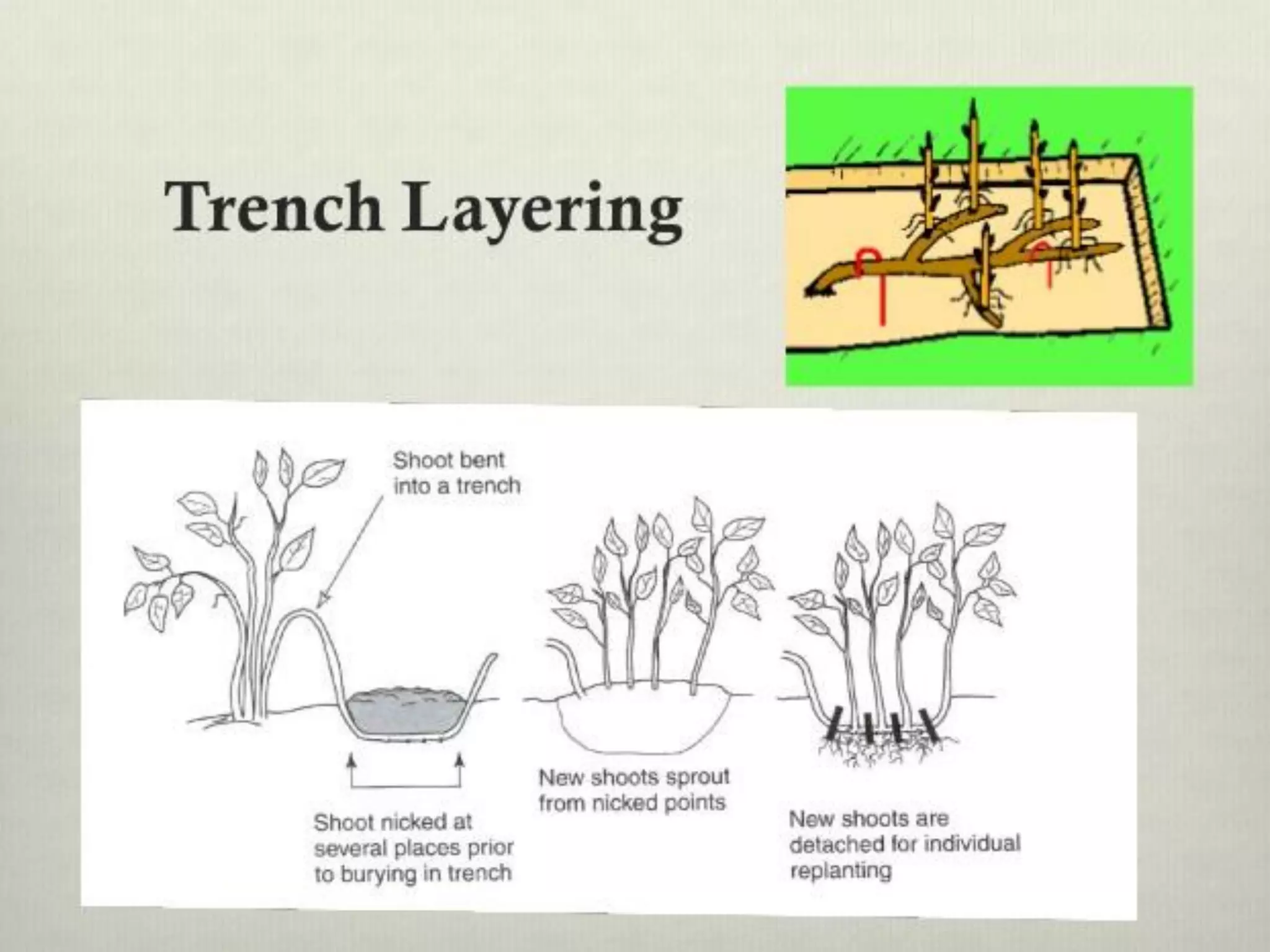 Plant propagation | PDF