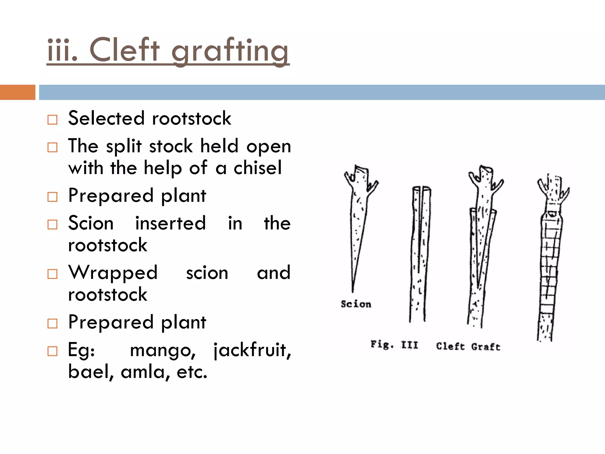 Plant propagation | PDF