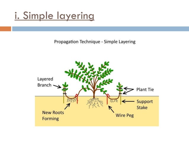 Plant propagation | PDF