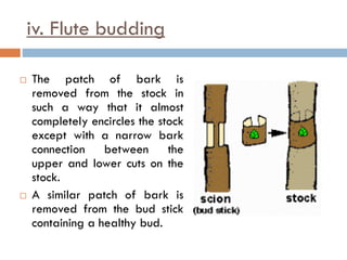 Plant propagation | PDF