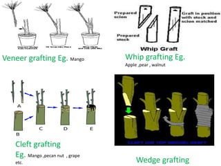 Plant propagation | PDF
