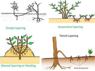 Plant propagation | PDF