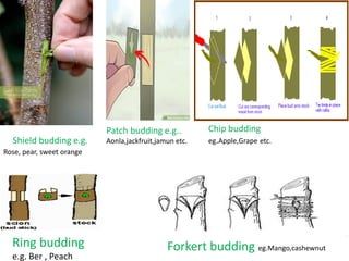 Plant propagation | PDF