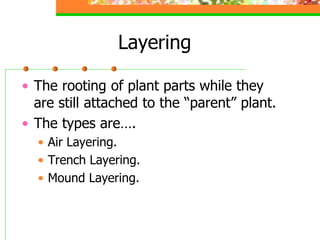 Comprehensive Guide to Plant Propagation Techniques and Methods | PDF