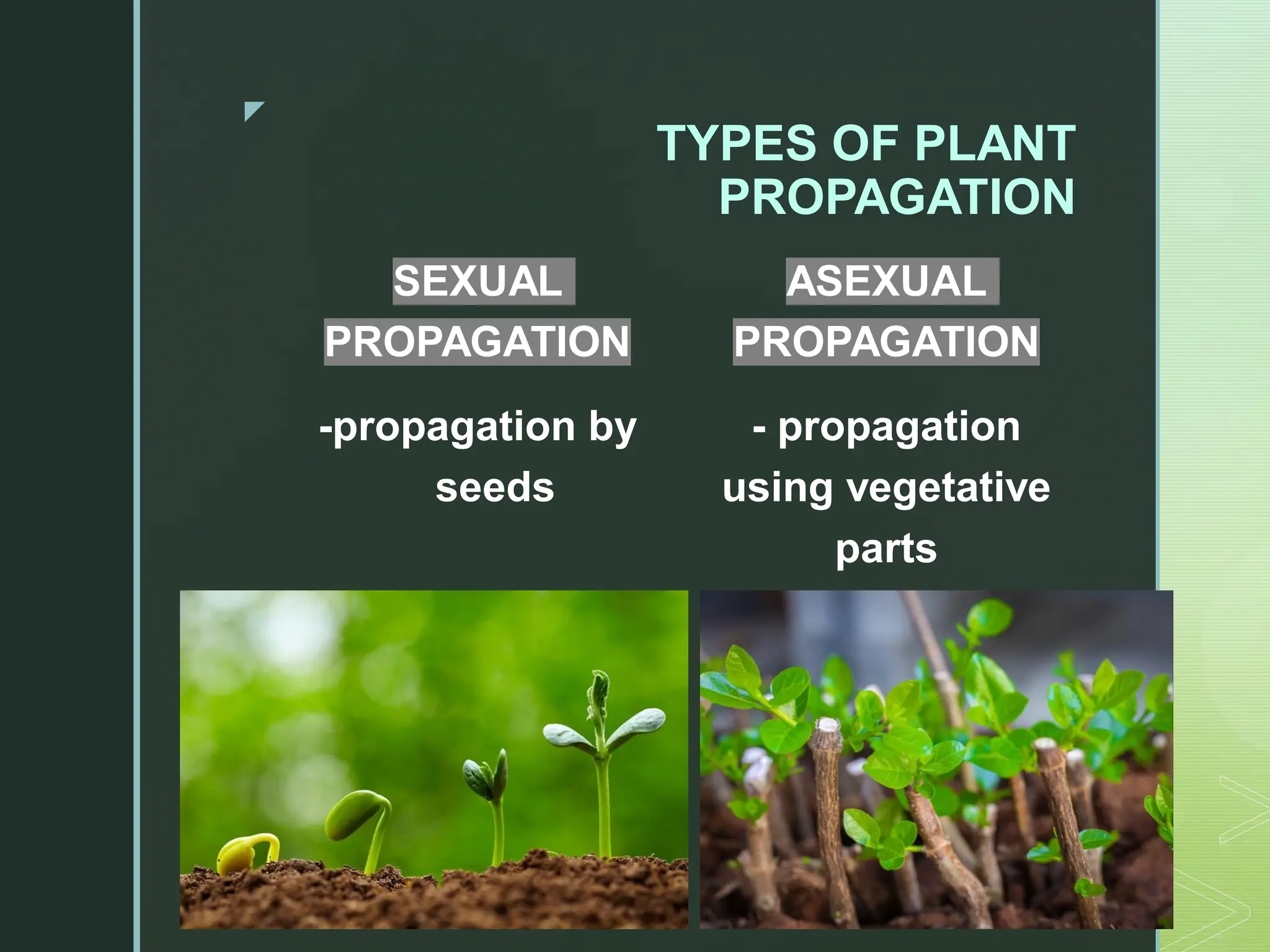 Sexual And Asexual Plant Propagation Techniquepdf Ppt 