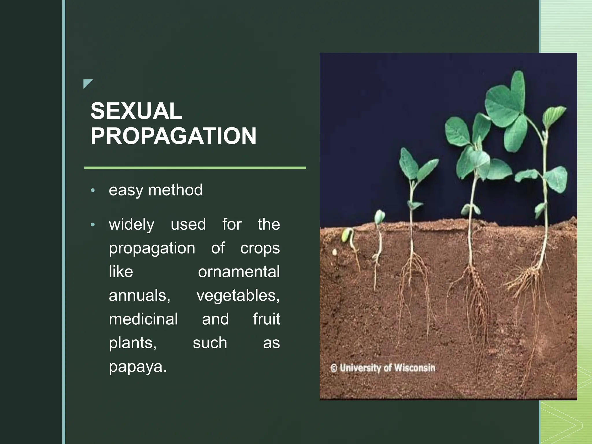 Sexual and Asexual Plant Propagation Techniquepdf | PDF