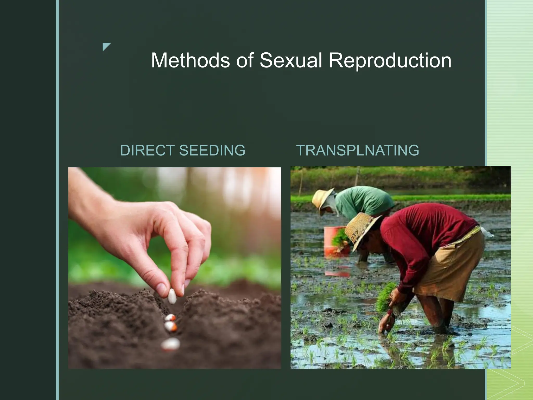 Sexual and Asexual Plant Propagation Techniquepdf | PDF