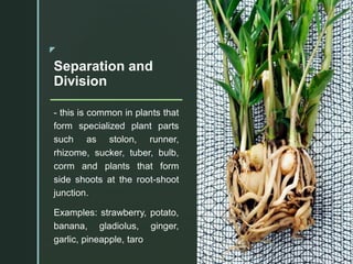 Sexual and Asexual Plant Propagation Techniquepdf | PDF