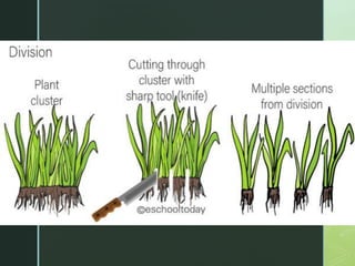 Sexual and Asexual Plant Propagation Techniquepdf | PDF