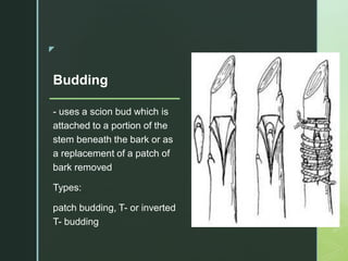 Sexual and Asexual Plant Propagation Techniquepdf | PDF