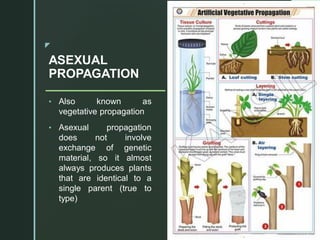Sexual and Asexual Plant Propagation Techniquepdf | PDF