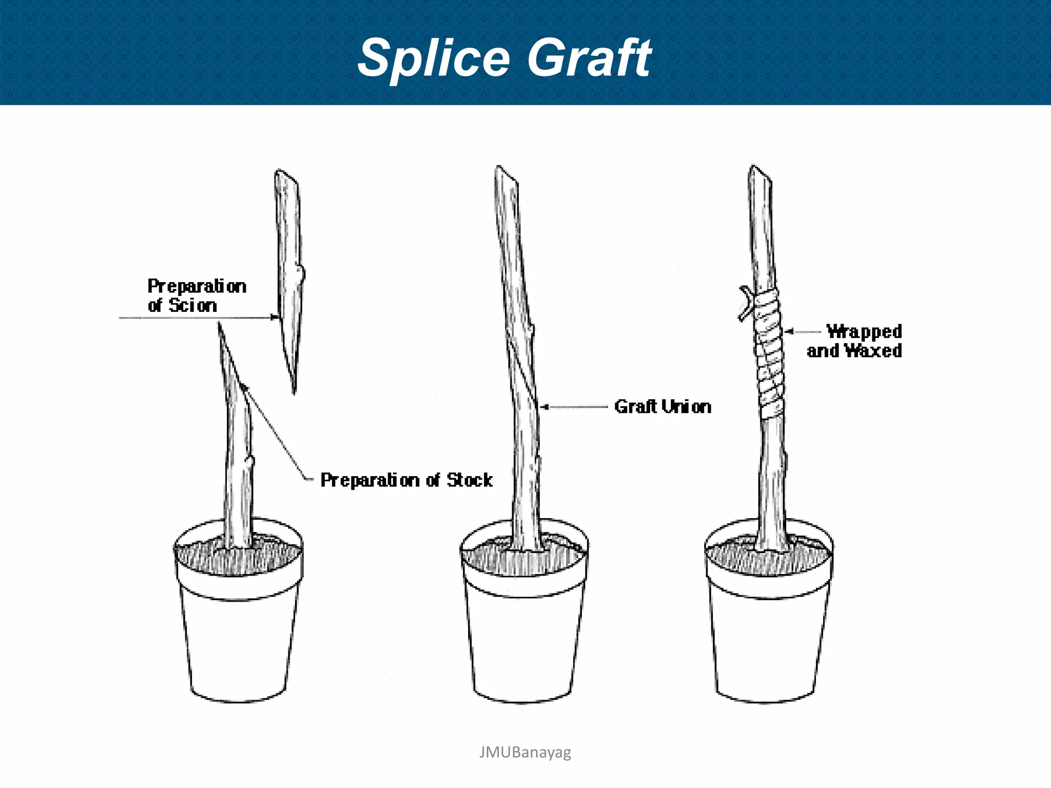 Plant Propagation and Nursery Management | PDF