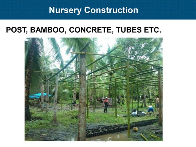 Plant Propagation and Nursery Management | PDF | Gardening | Home & Garden