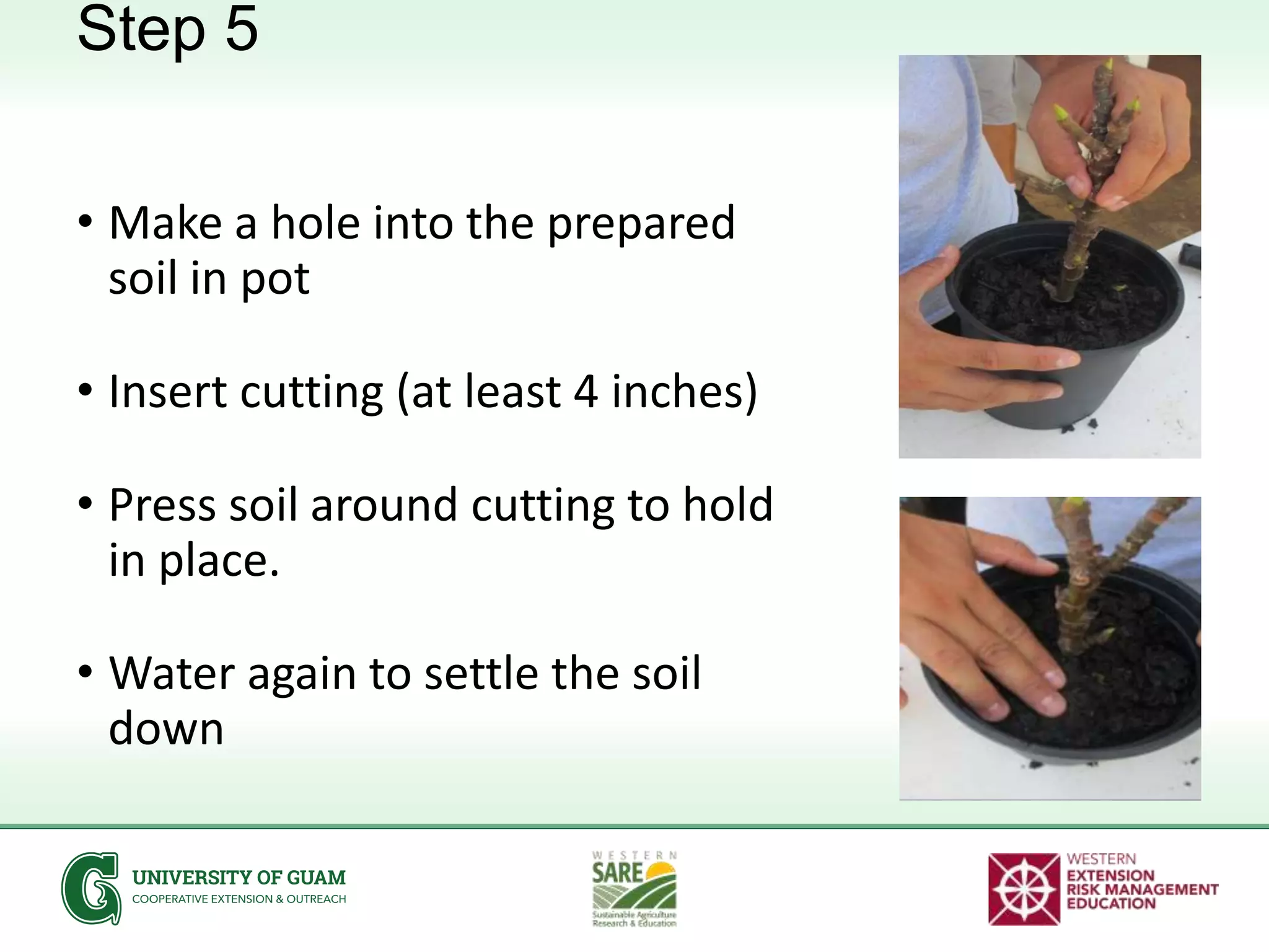 Plant_Propagation_Cuttings.pptx