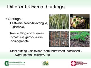 Plant_Propagation_Cuttings.pptx