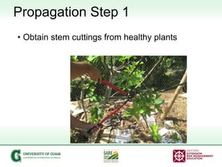 Plant_Propagation_Cuttings.pptx