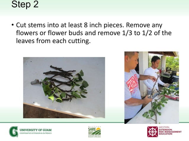 Plant_Propagation_Cuttings.pptx