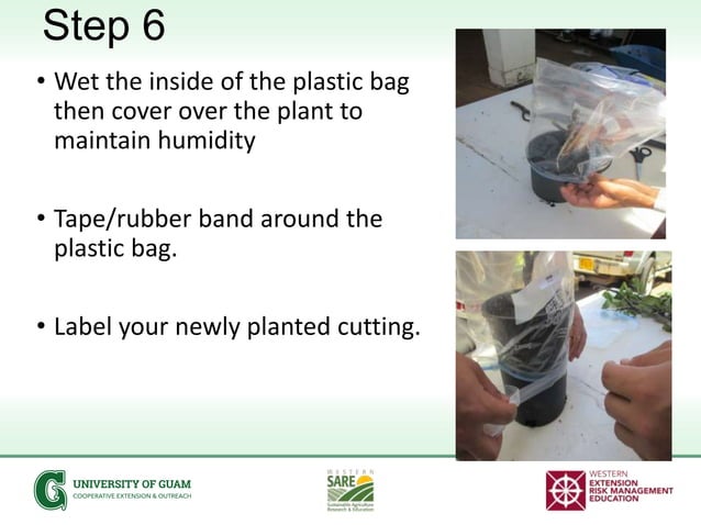 Plant_Propagation_Cuttings.pptx