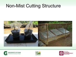 Plant_Propagation_Cuttings.pptx