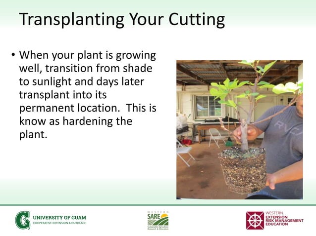 Plant_Propagation_Cuttings.pptx