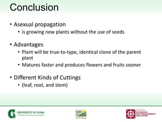 Plant_Propagation_Cuttings.pptx
