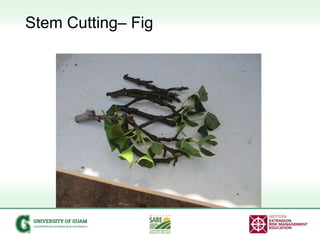 Plant_Propagation_Cuttings.pptx
