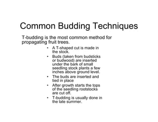 Plant propagation methodologies | PDF