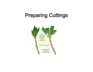 Plant propagation methodologies | PPT | Free Download