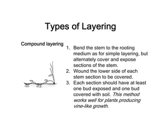 Plant propagation methodologies | PPT | Free Download