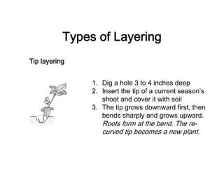 Plant propagation methodologies | PPT | Free Download