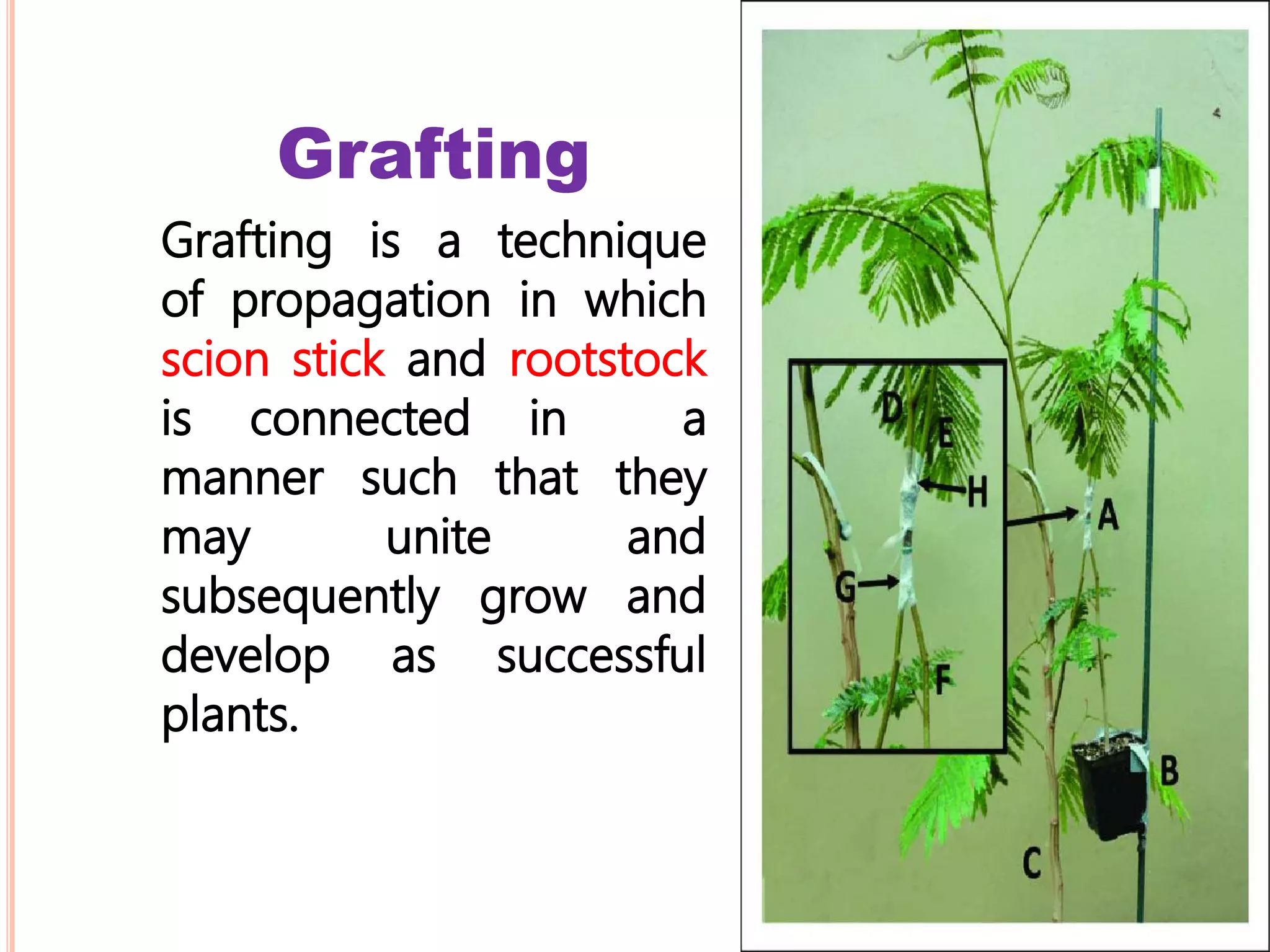 Plant Propagation Methods | PPTX