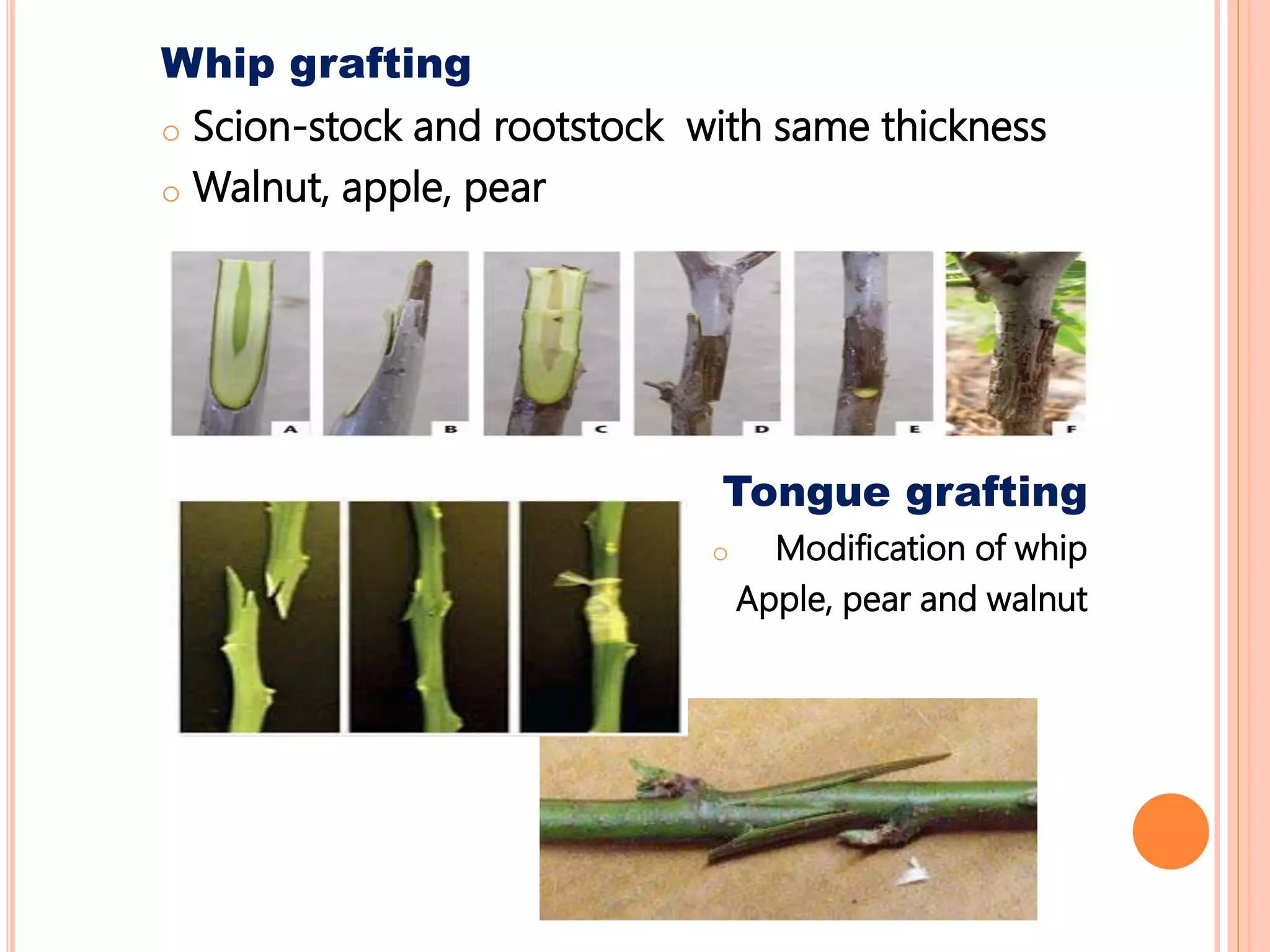 Plant Propagation Methods | PPTX