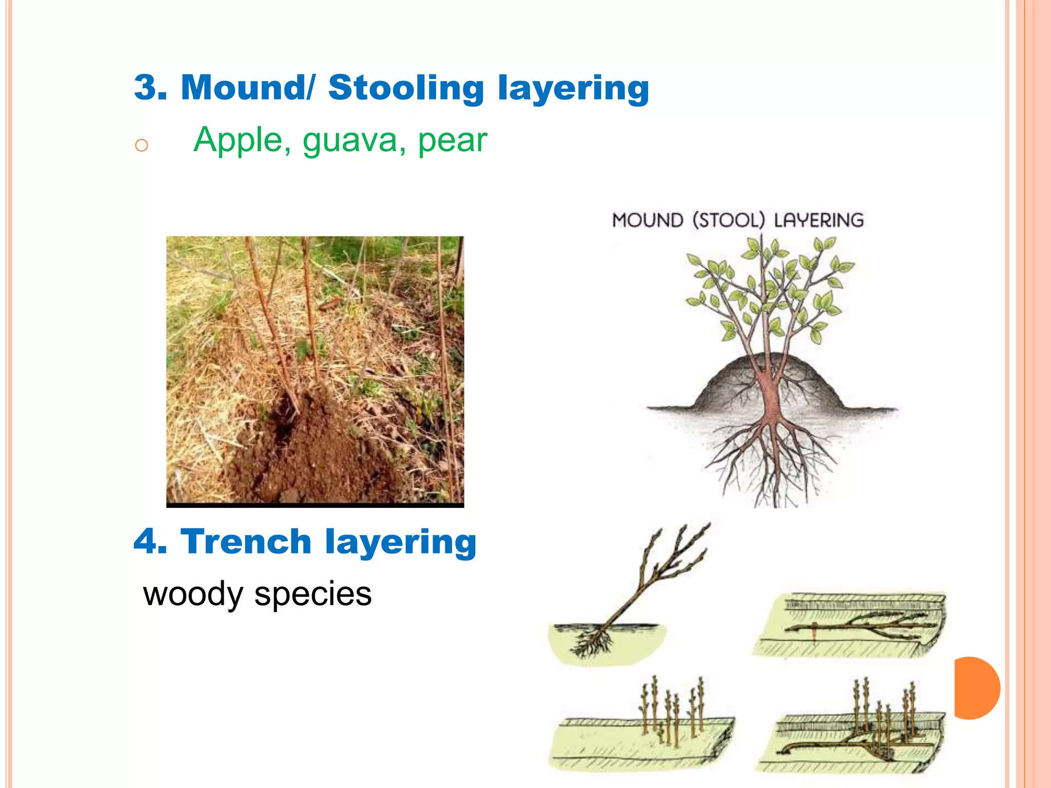 Plant Propagation Methods | PPTX