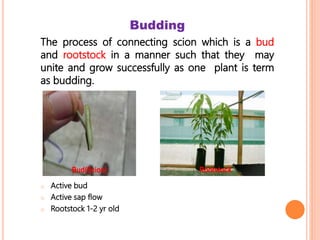 Plant Propagation Methods | PPTX | Woodworking | Arts and Crafts